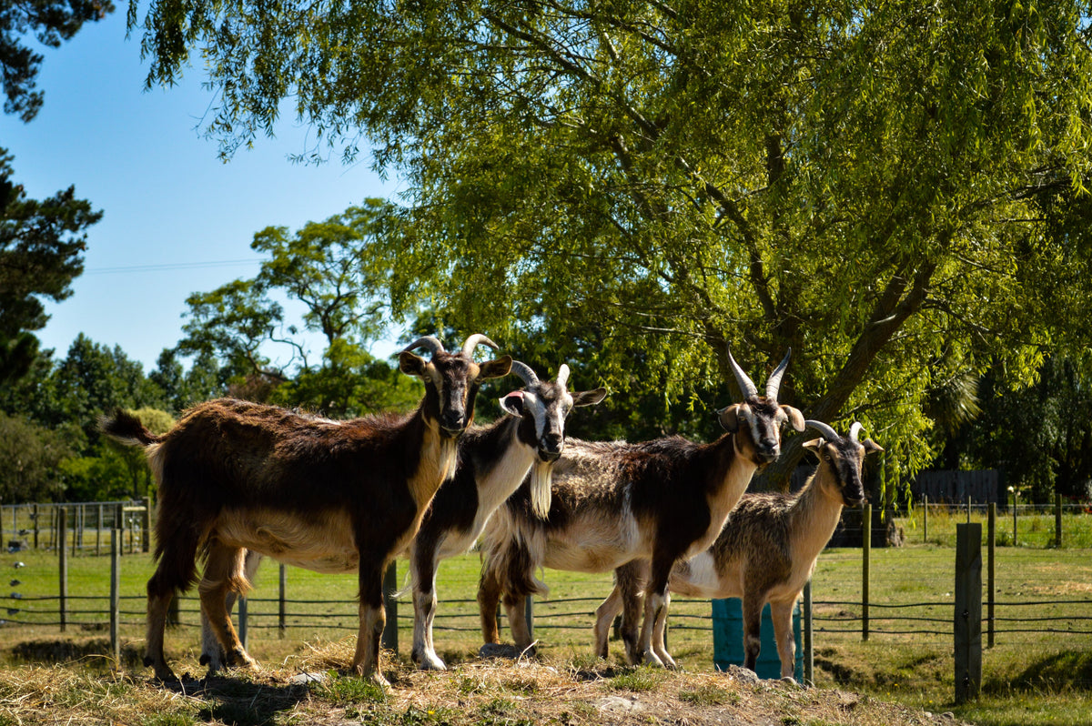 EPAGSC | Goat Genetic Tests – InfogeneNZ