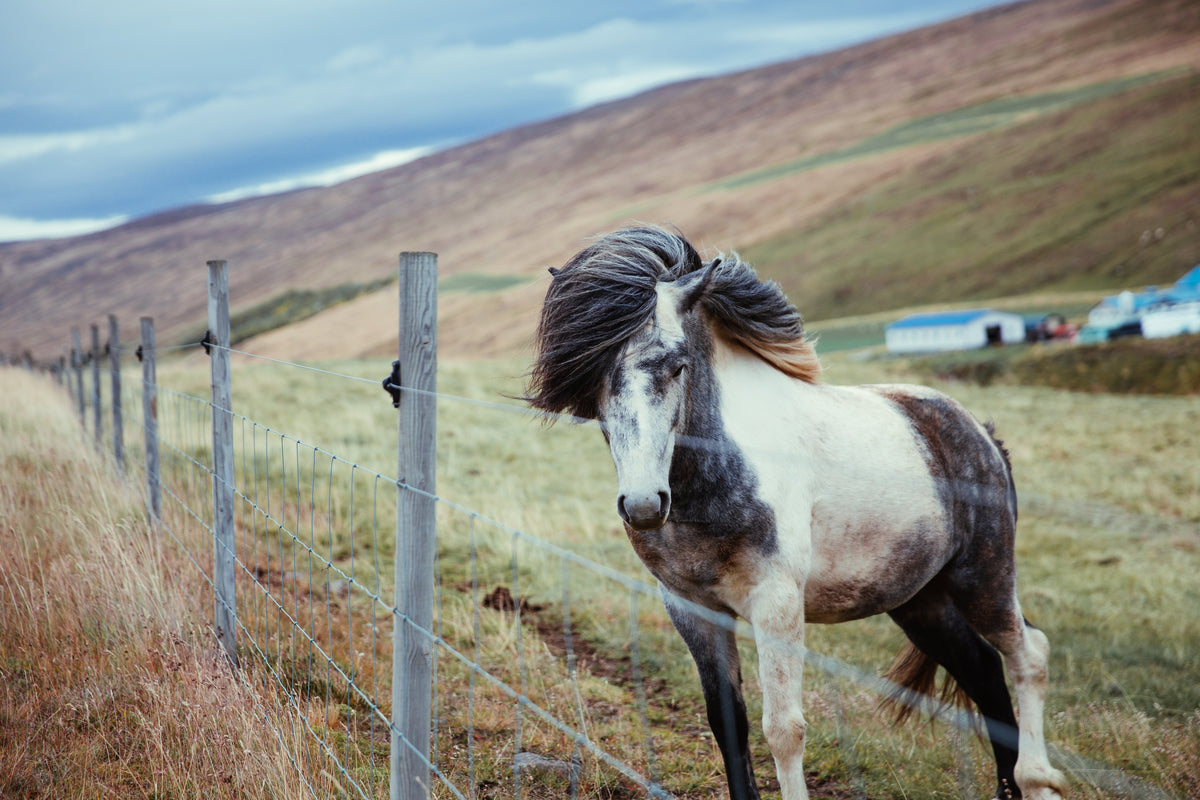 EPAGSC | Horse Genetic Tests – InfogeneNZ