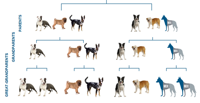 Canine Breed Identification – InfogeneNZ