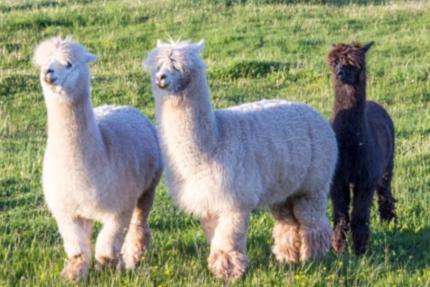 Alpaca Test Request – InfogeneNZ
